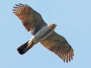 Henst's Goshawk - eBird