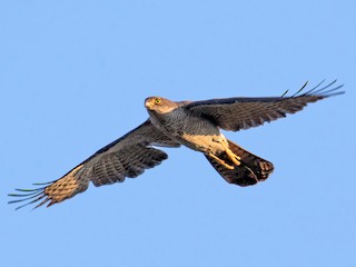 Henst's Goshawk - eBird