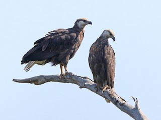 Madagascar Fish-Eagle - eBird
