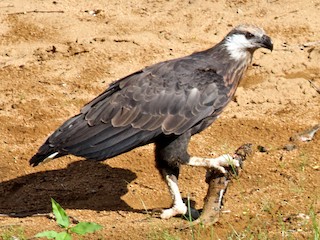 Madagascar Fish-Eagle - eBird