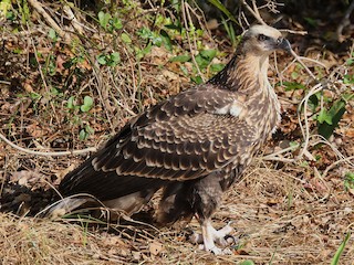 Madagascar Fish-Eagle - eBird