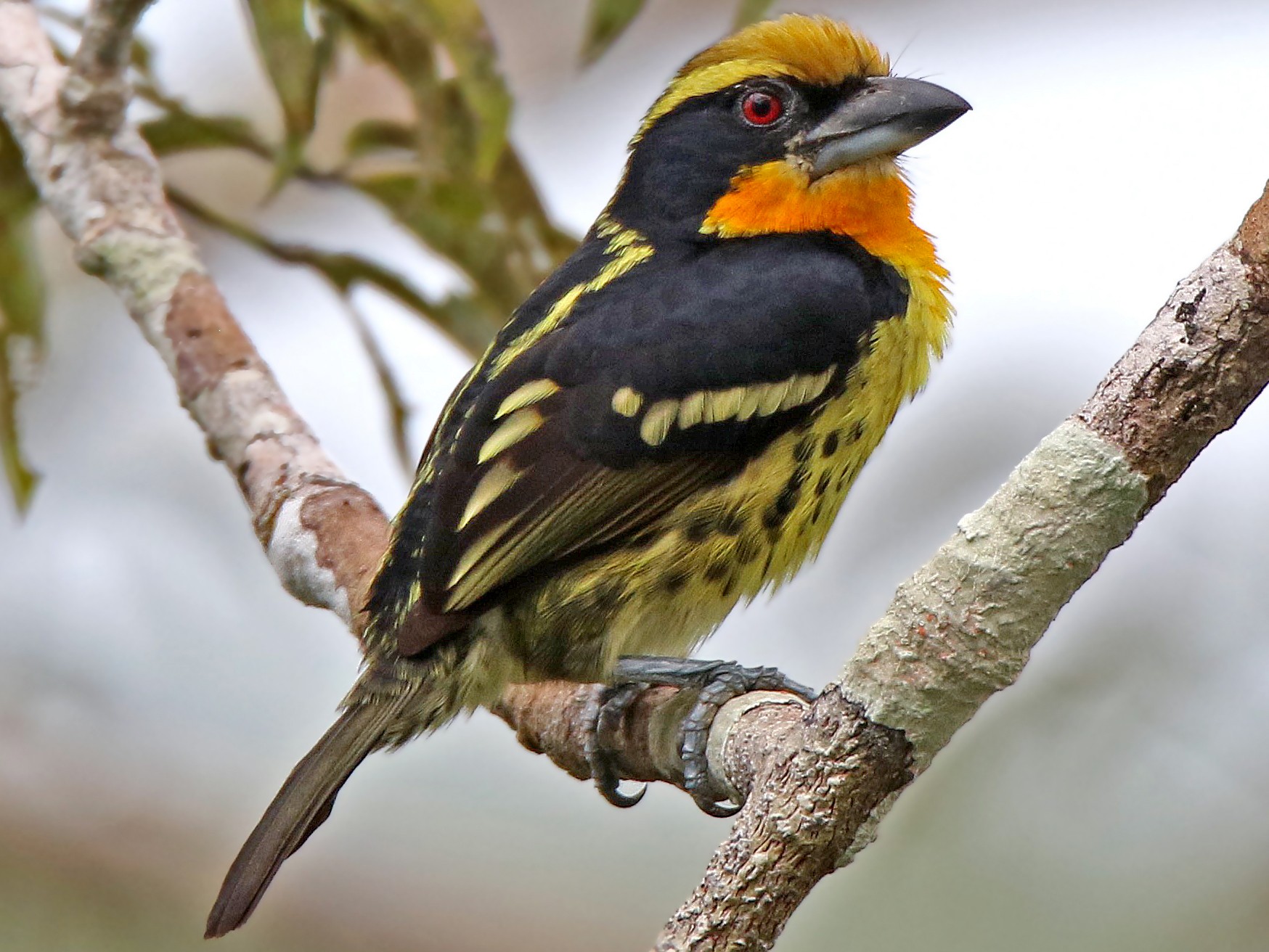 Gilded Barbet - eBird
