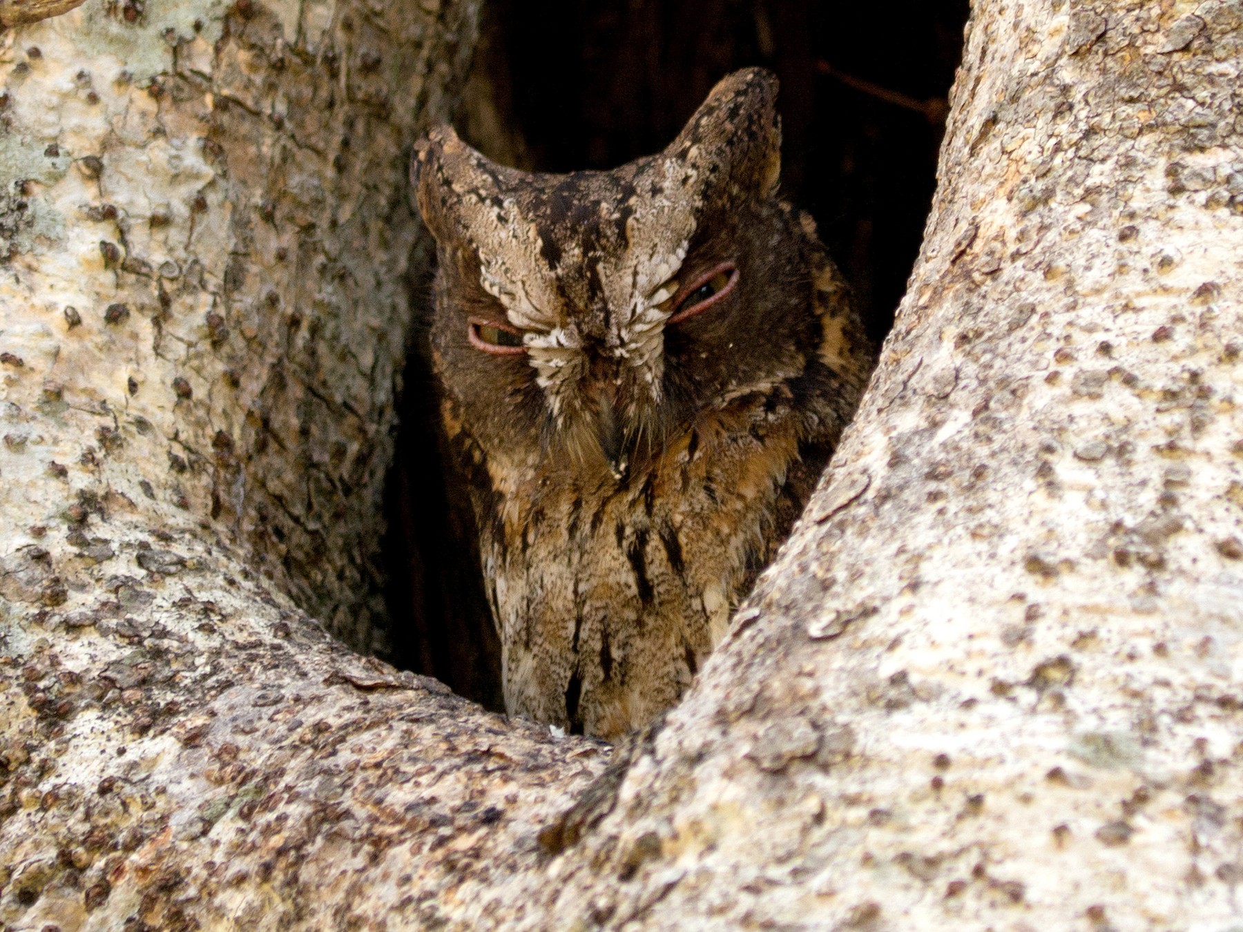 Torotoroka Scops Owl - eBird