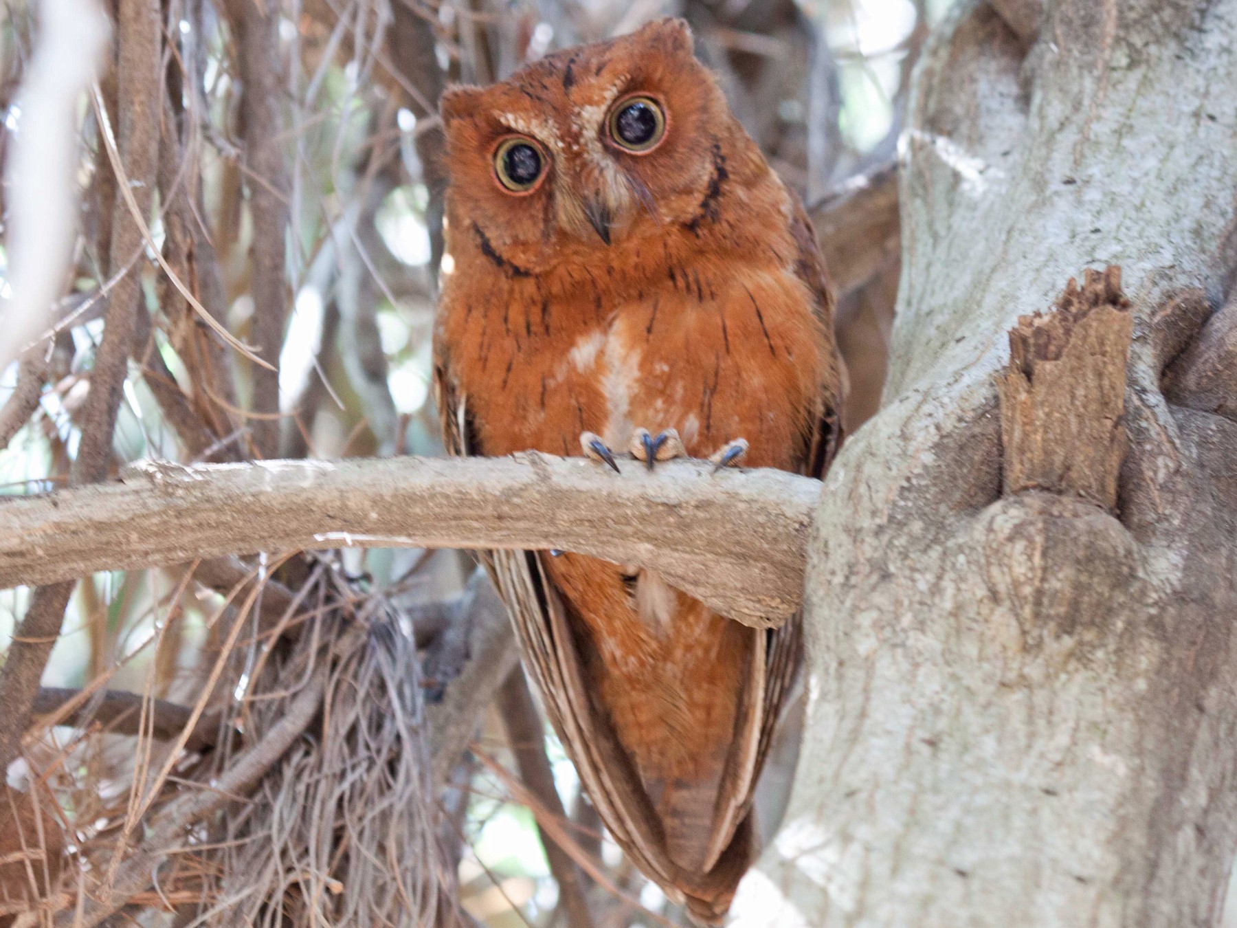 Torotoroka Scops-Owl - eBird