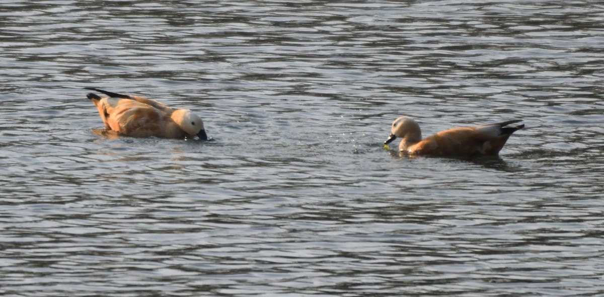 eBird Checklist - 18 Nov 2019 - Bardiya National Park - Racy Shade ...