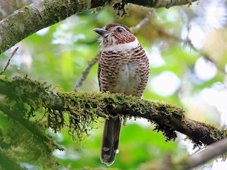 Carraca Terrestre Paticorta - eBird