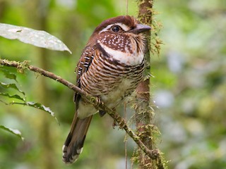 Carraca Terrestre Paticorta - eBird