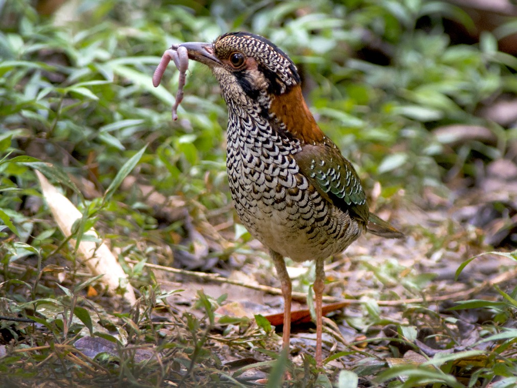 Carraca Terrestre Escamosa - eBird