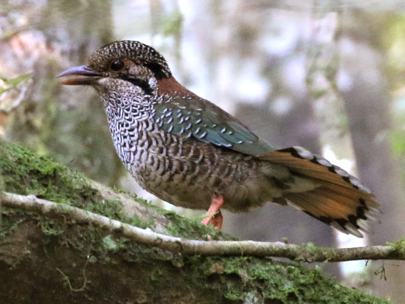 Scaly Ground-Roller - eBird