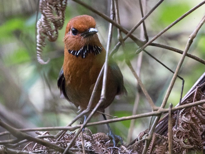 Rufous-headed Ground-Roller - eBird