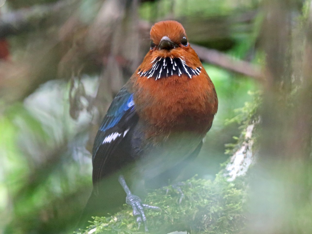 Rufous-headed Ground-Roller - eBird