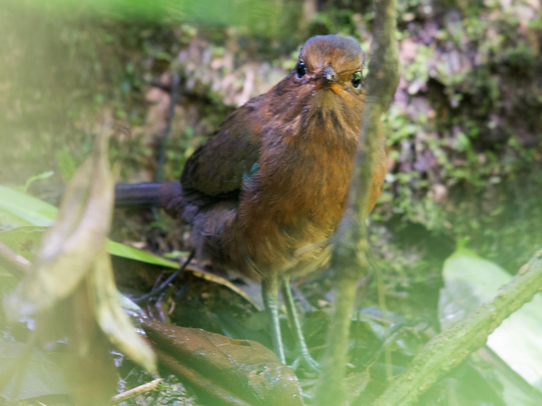 Rufous-headed Ground-Roller - eBird
