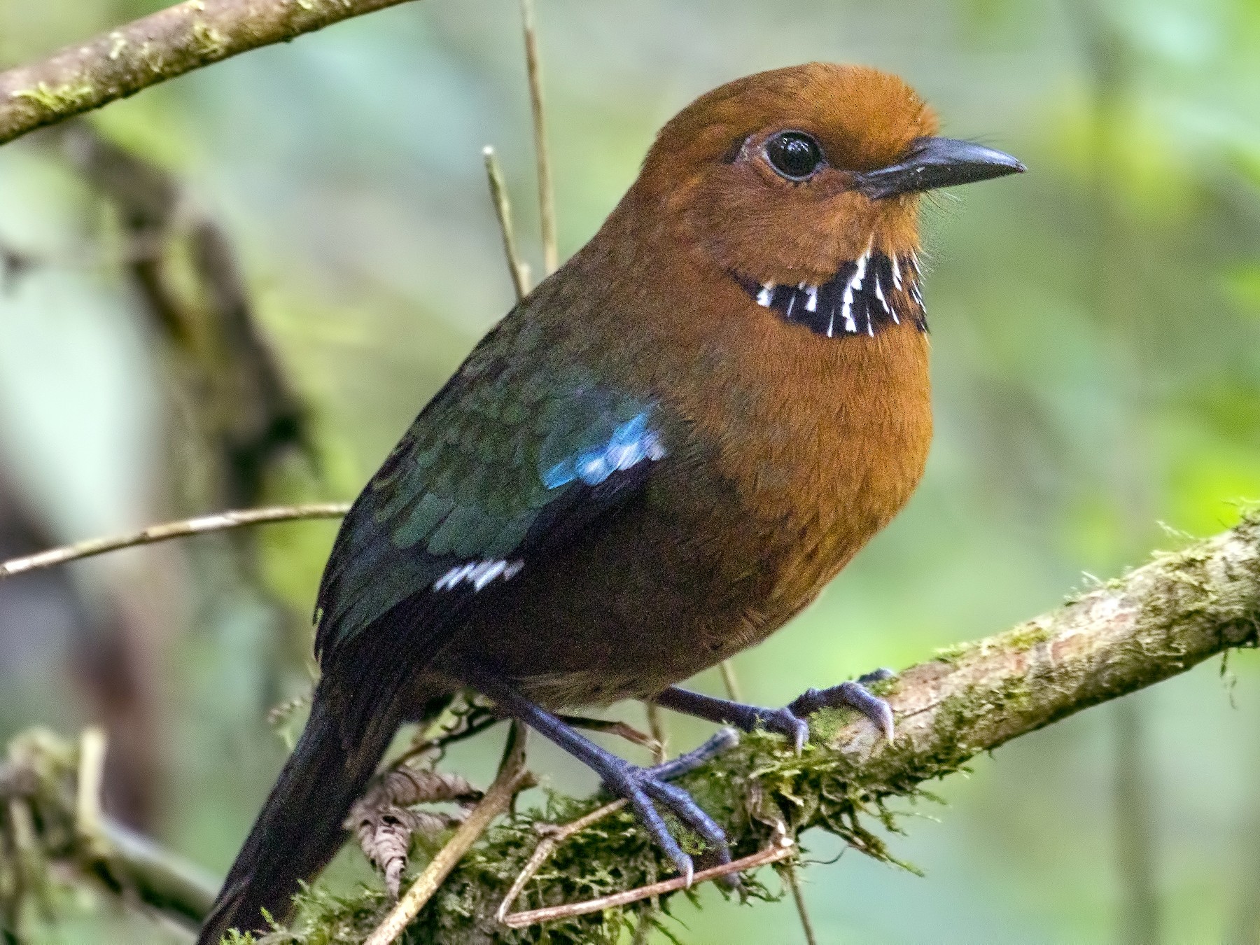 Rufous-headed Ground-Roller - eBird