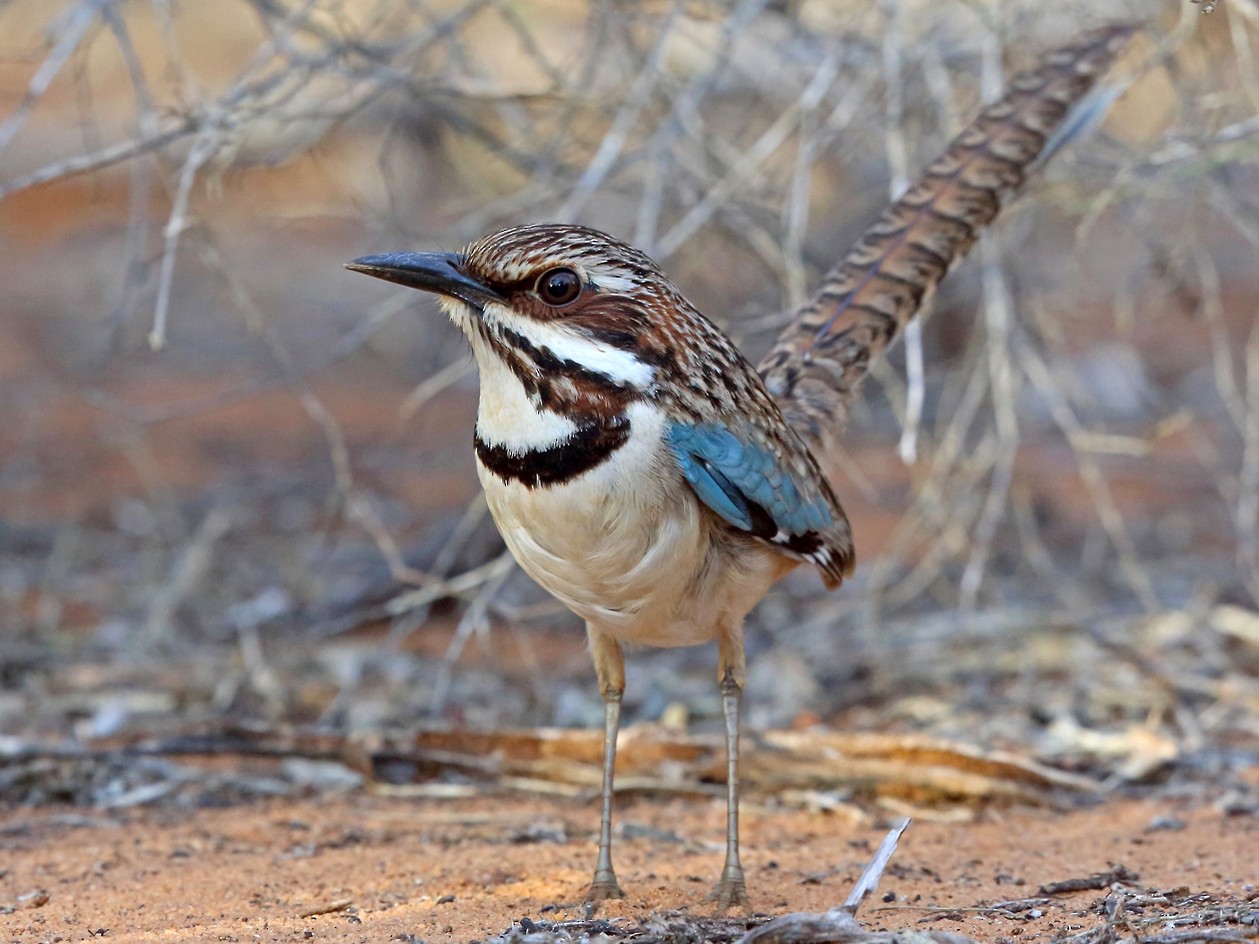 Carraca Terrestre Colilarga - eBird
