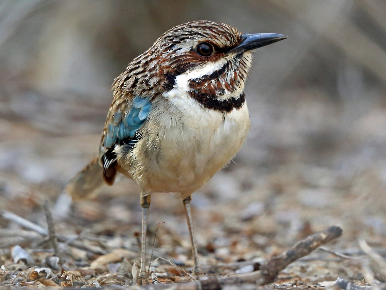 Brachyptérolle à longue queue - eBird