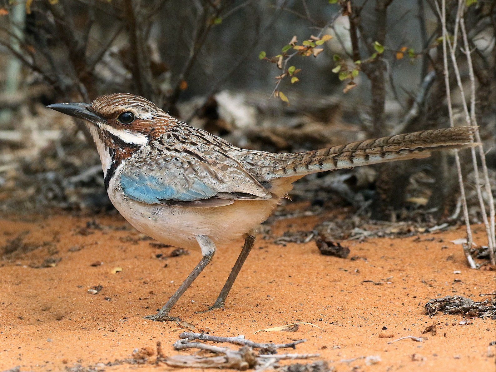Carraca Terrestre Colilarga - eBird