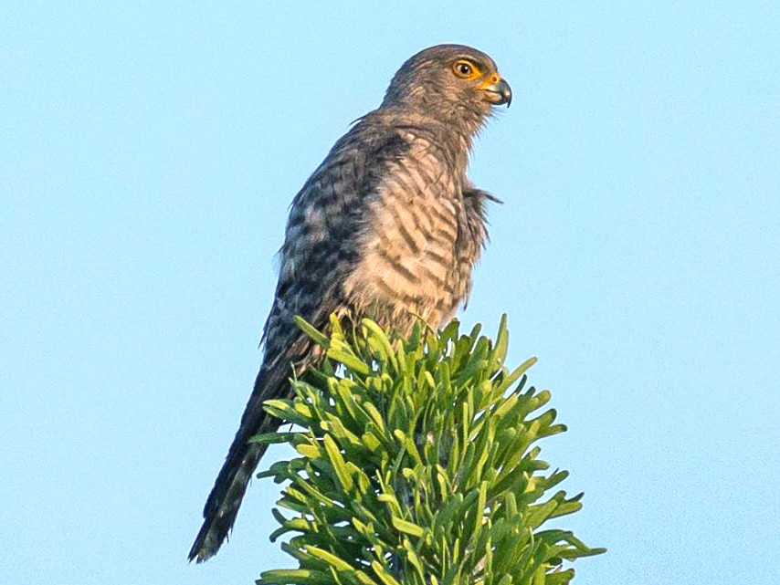 Banded Kestrel - eBird