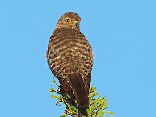 Banded Kestrel - eBird