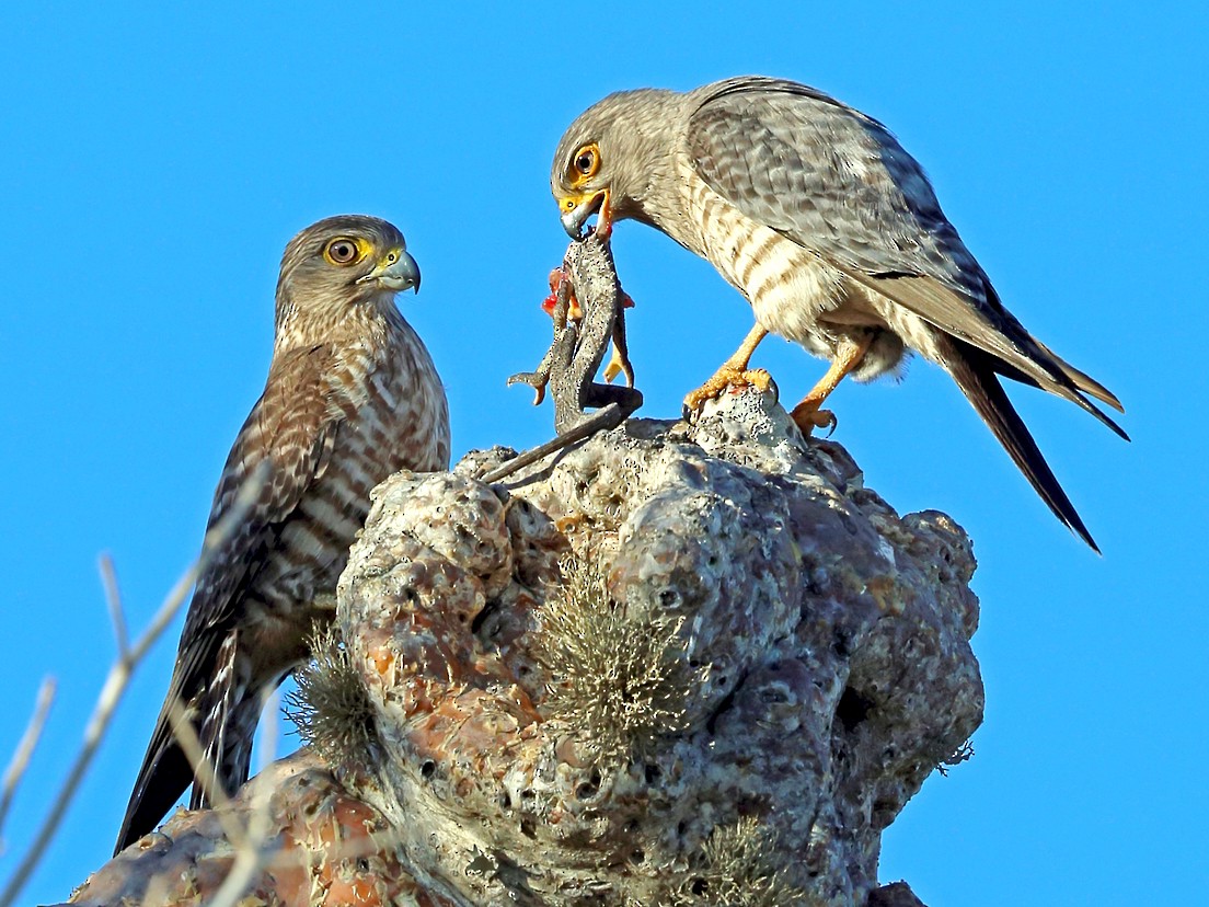 Banded Kestrel - eBird