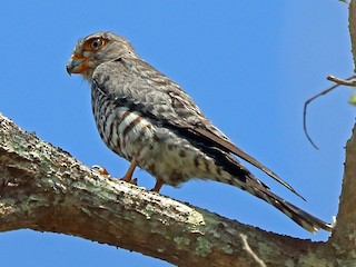 Banded Kestrel - eBird