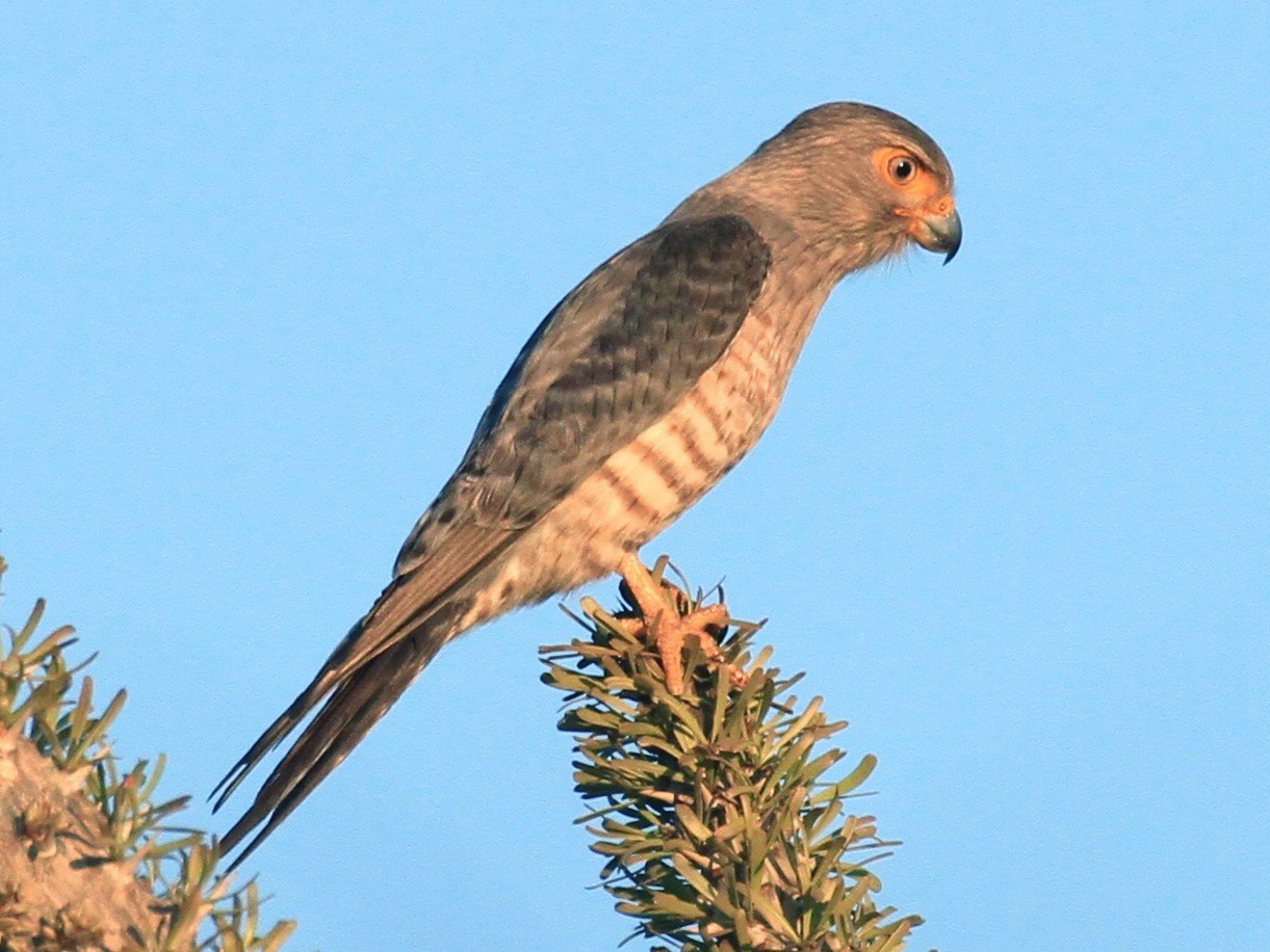 Banded Kestrel - eBird