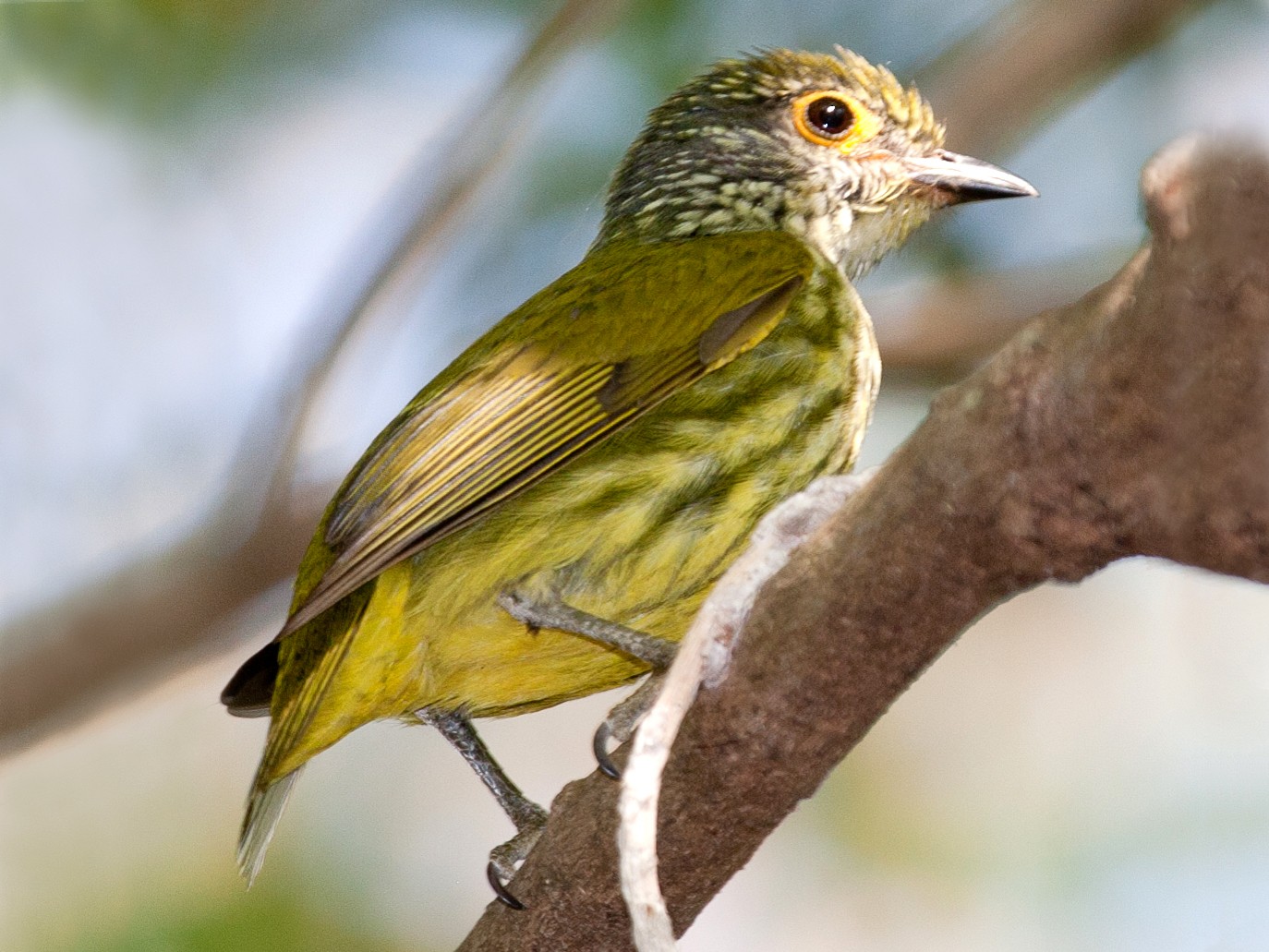 Schlegel's Asity - eBird