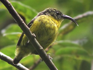 Yellow-bellied Sunbird-Asity - eBird
