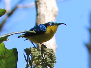 Yellow-bellied Sunbird-Asity - eBird