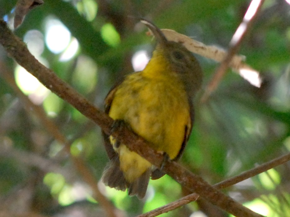 Yellow-bellied Sunbird-Asity - eBird