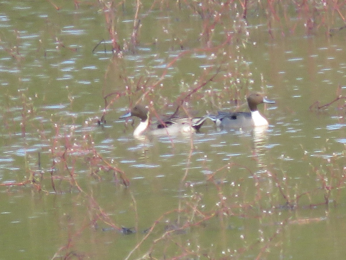 eBird Checklist - 5 Dec 2019 - Addicks Reservoir--S. Levee area - 24 ...