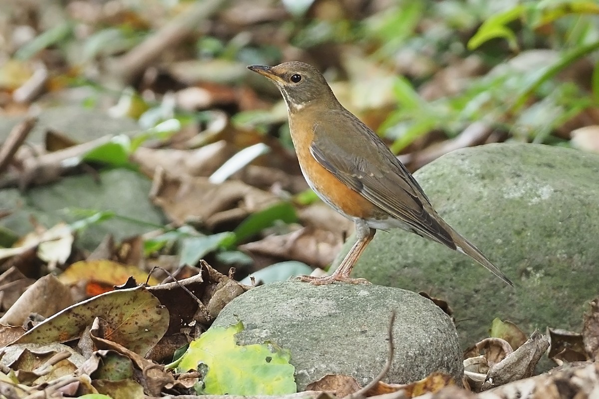 eBird Checklist - 10 Dec 2019 - Savidug village (20.3097,121.8874) - 13 ...