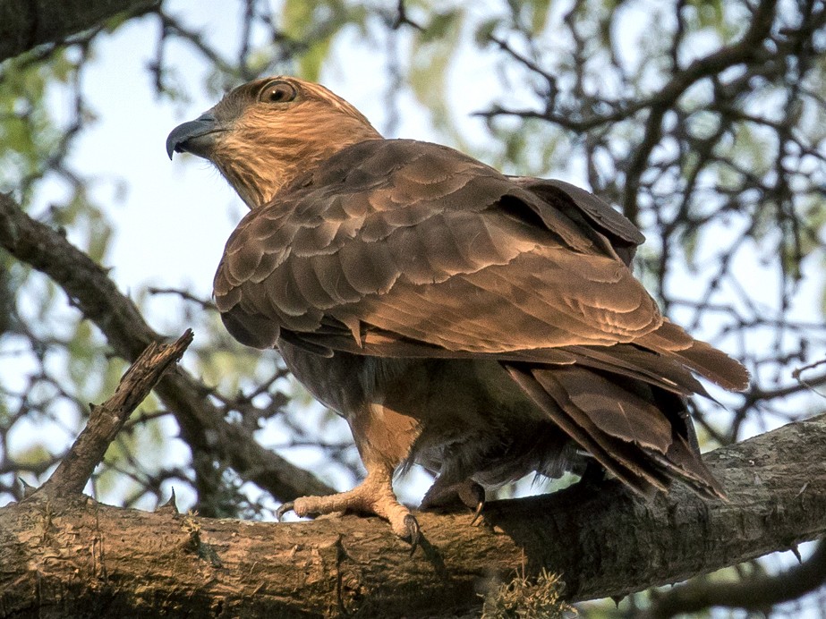 Madagascar Cuckoo-Hawk - eBird
