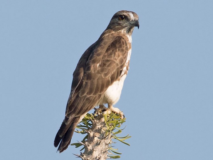 Madagascar Cuckoo-Hawk - eBird