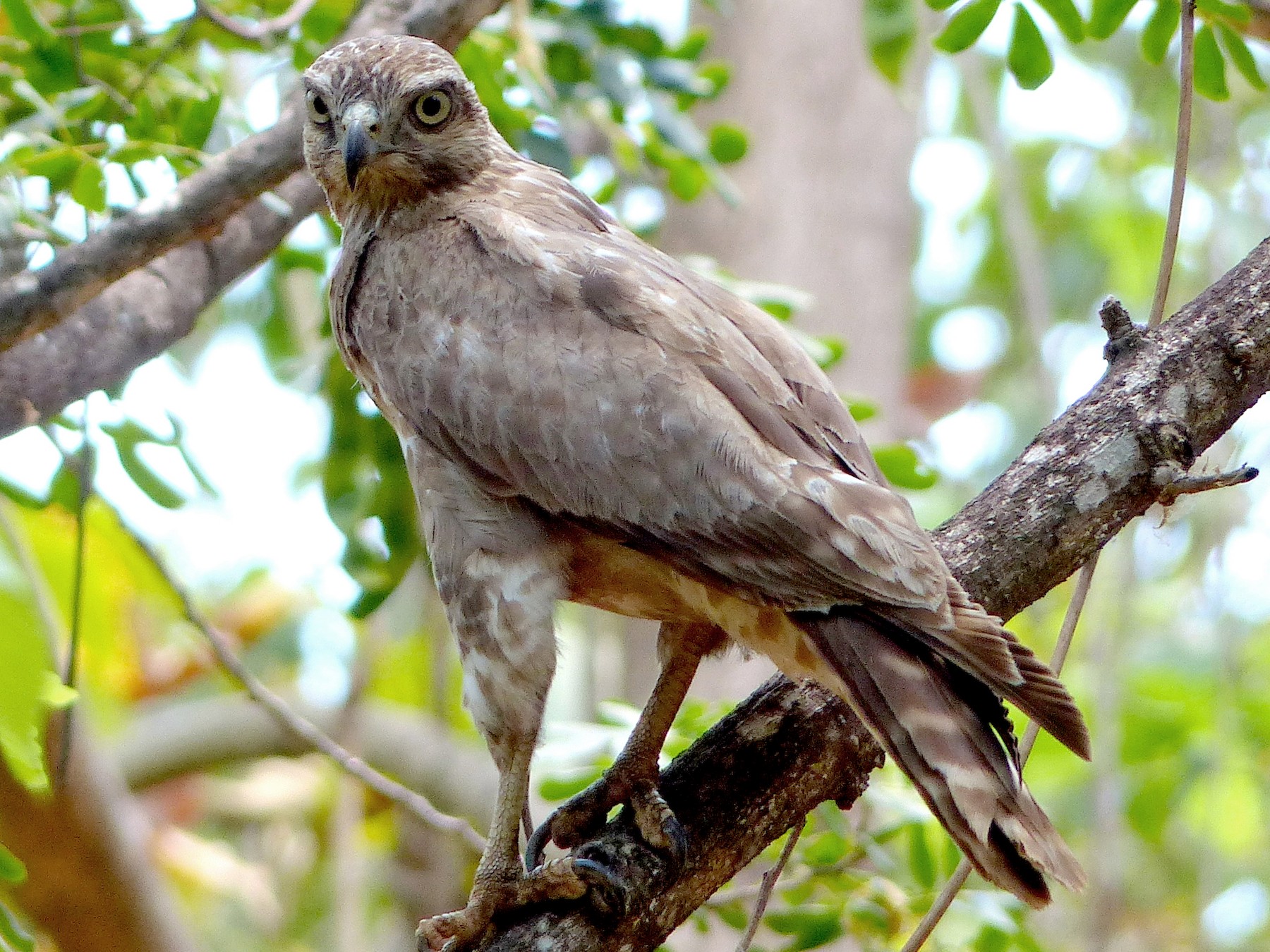 Madagascar Cuckoo-Hawk - eBird