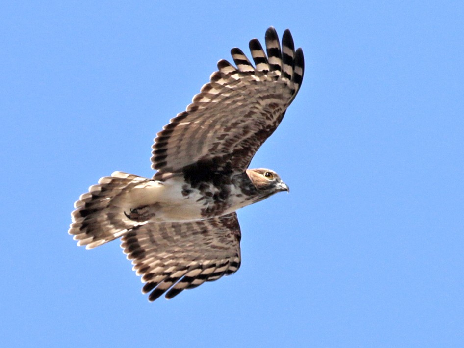 Madagascar Cuckoo-Hawk - eBird