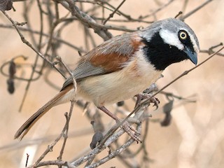 Red-shouldered Vanga - eBird