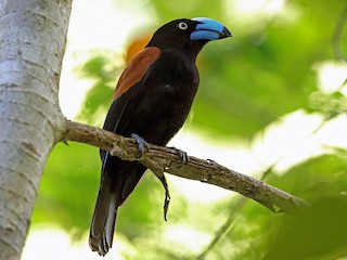 Helmet Vanga - eBird