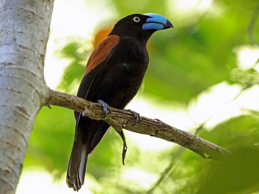 Helmet Vanga - eBird