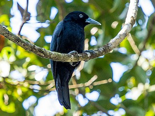 Bernier's Vanga - eBird