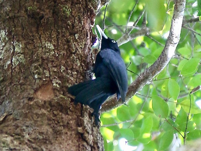 Photos - Bernier's Vanga - Oriolia bernieri - Birds of the World