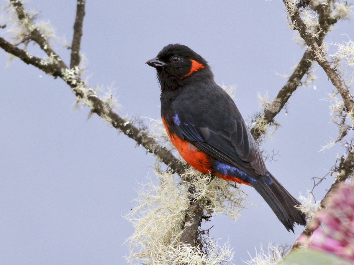 Scarlet-bellied Mountain Tanager - Anisognathus igniventris - Birds of ...