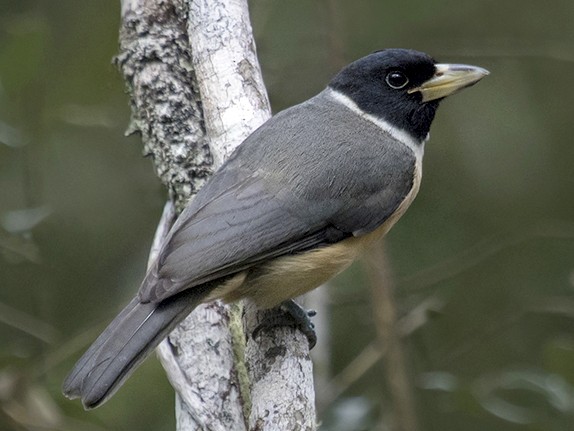 Pollen's Vanga - eBird
