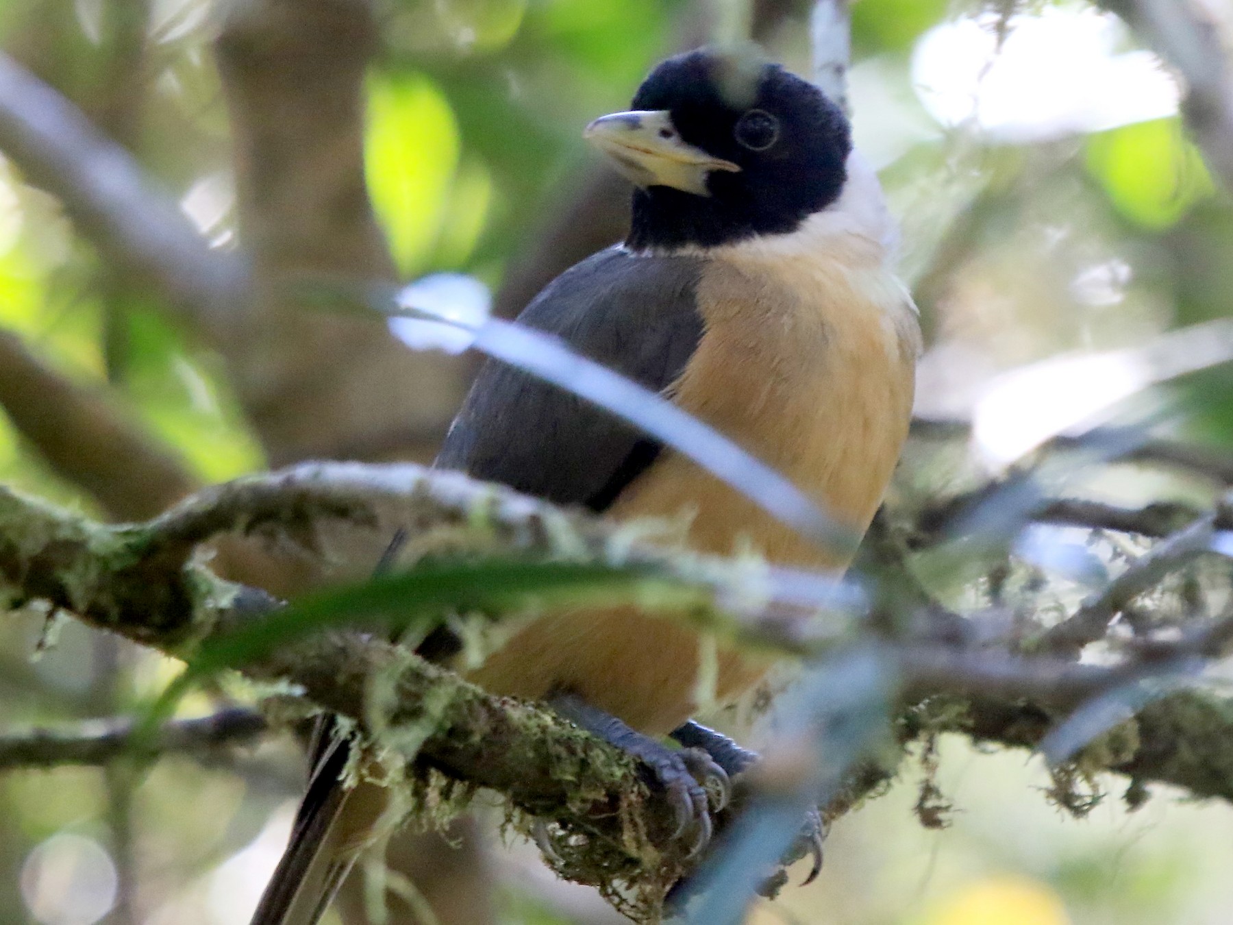 Pollen's Vanga - eBird