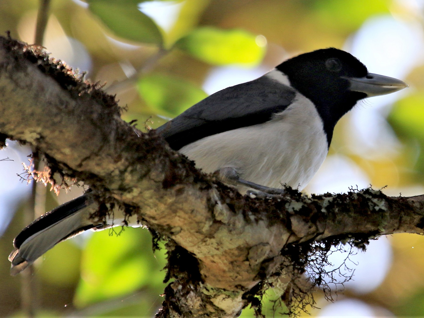 Pollen's Vanga - eBird
