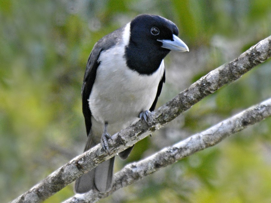Pollen's Vanga - eBird