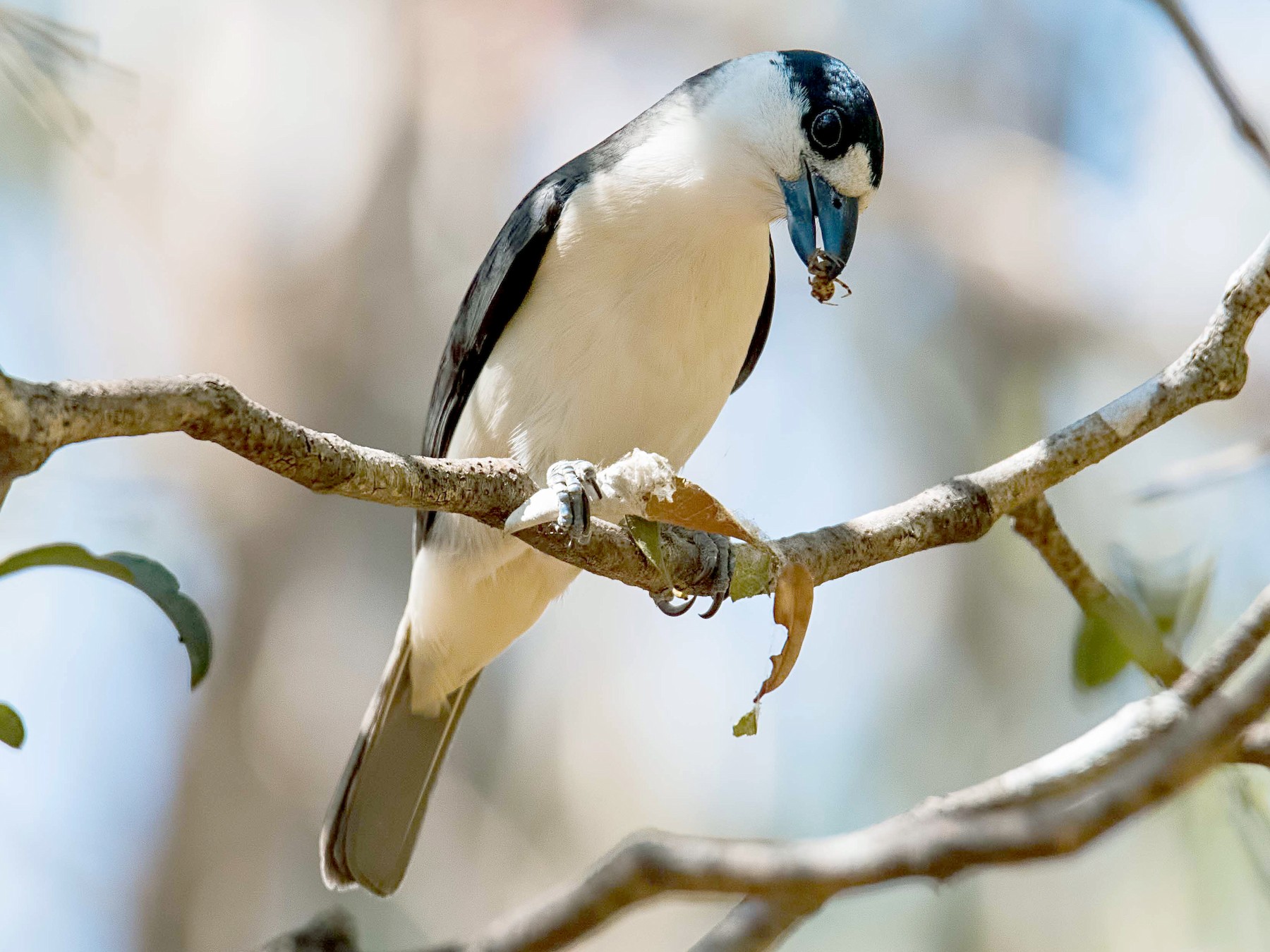 Van Dam's Vanga - eBird
