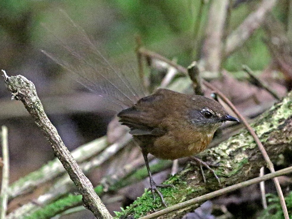 Brown Emutail - Bradypterus brunneus - Birds of the World