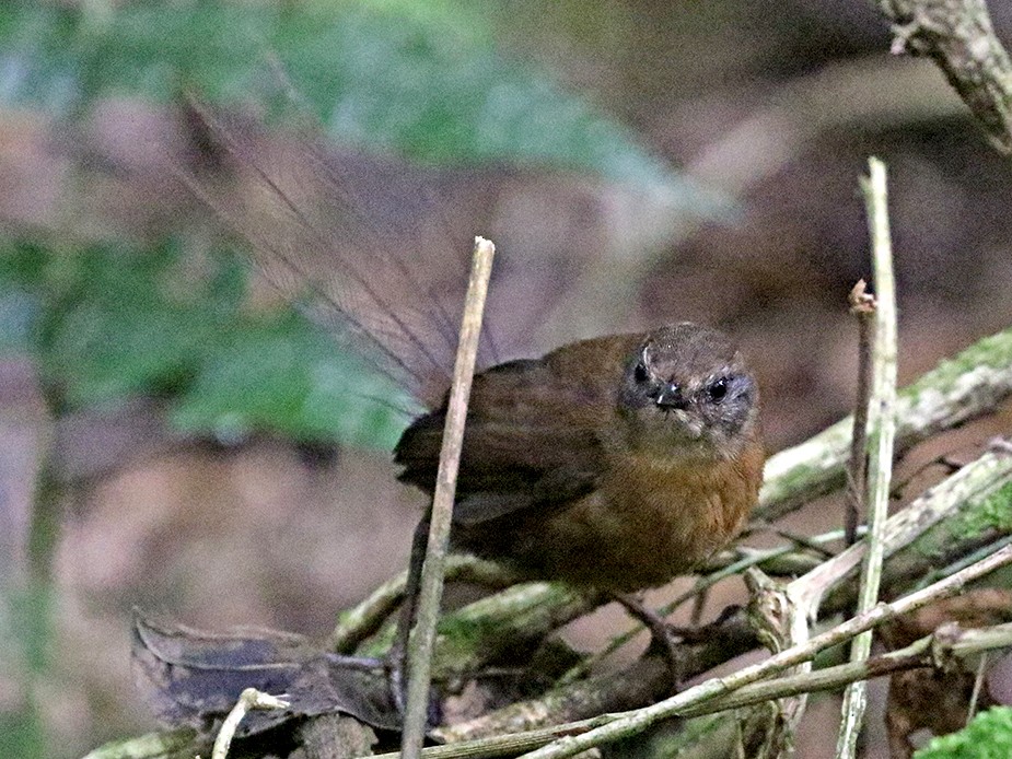 Brown emutail - eBird
