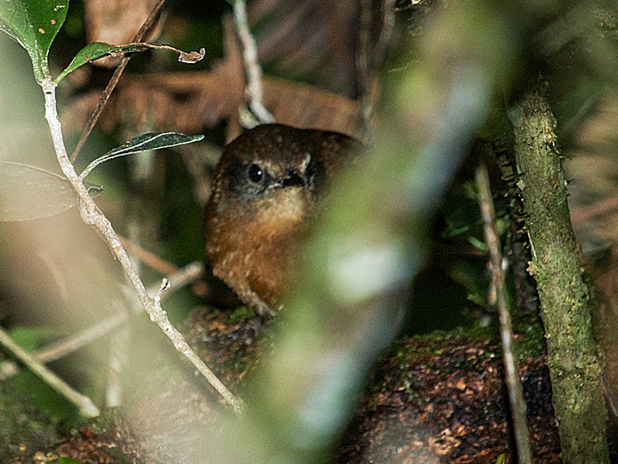 Yerbera colilarga - eBird