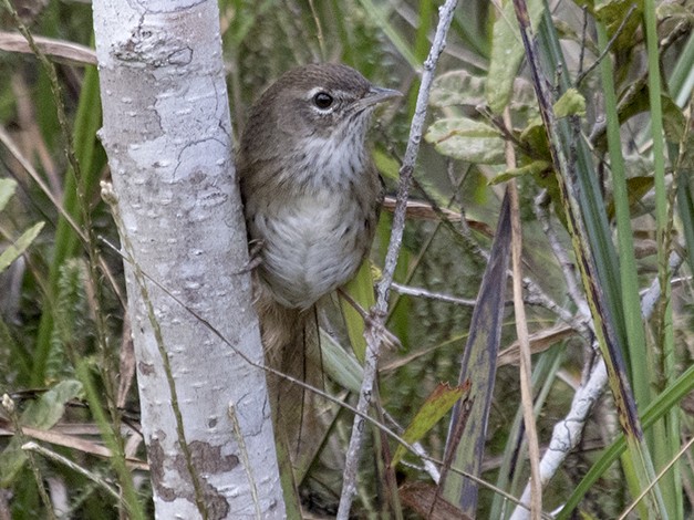 Grey Emutail - eBird